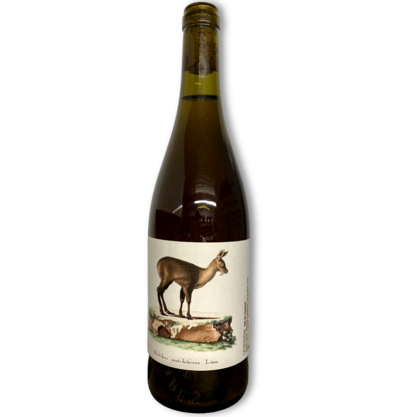 Scamu 2022 – Primavin